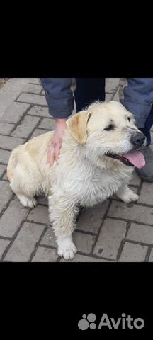 Собака в добрые руки