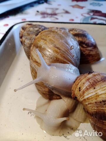 Улитки ахатины