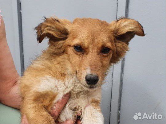 Фокси ищет дом