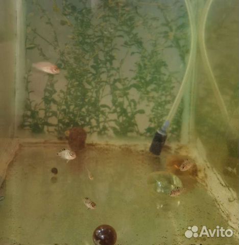 Цихлазома чернополосая