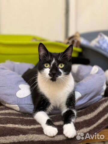 Котёнок черно-белая красотка