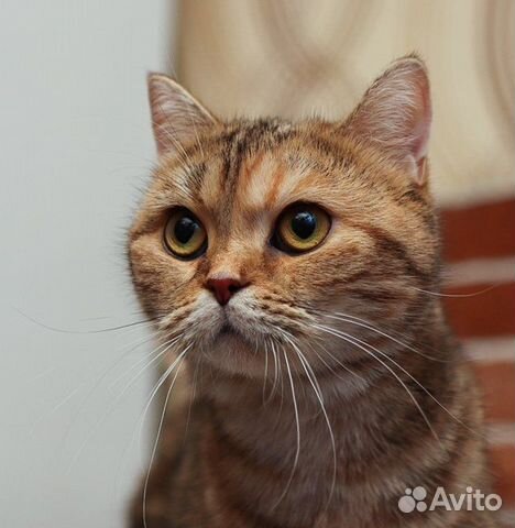 Кошечка в добрые руки