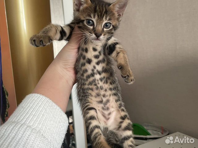 Бенгальская полукровка