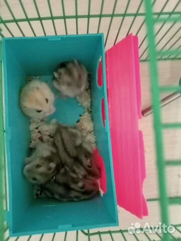 Джунгарский хомяк