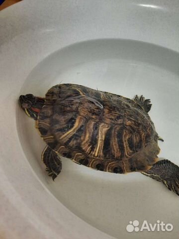 Красноухая черепаха