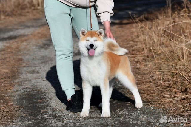 Акита Ину 4 мес