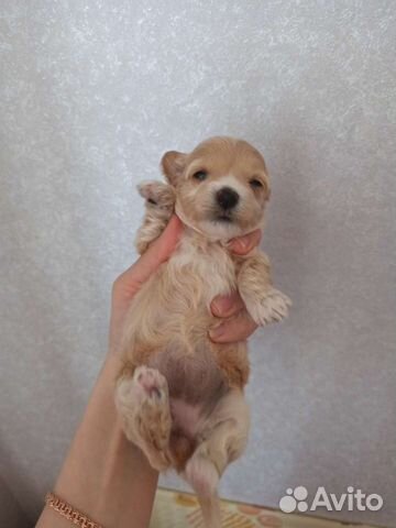 Мальтипу Ф1 мышка малышка карамель