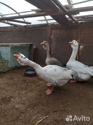 Холмогорские гусята