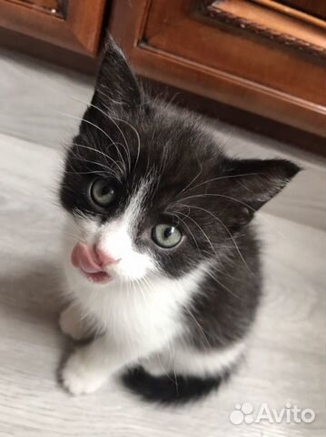 Отдадим котенка в добрые любящие руки