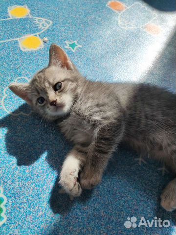 Британский котенок