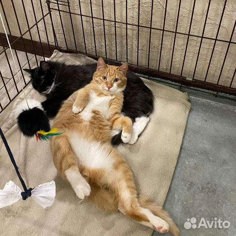 Солнце в добрые руки