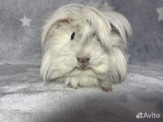 Морская свинка девочка перуанка