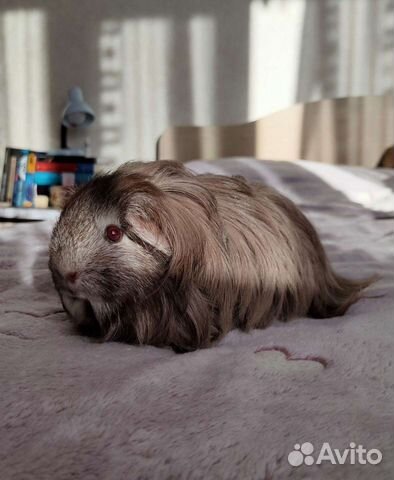 Морские свинки