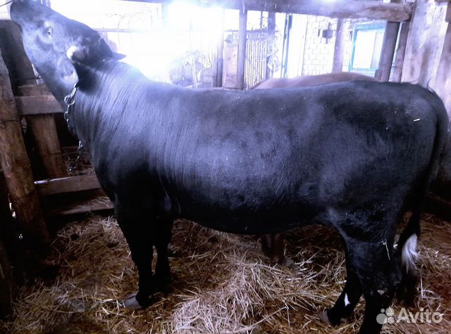 Быки на мясо