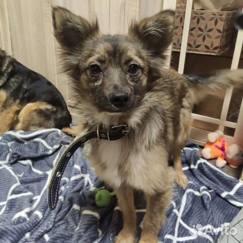 Собака малышка 7 кг, Зайка ищет дом