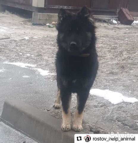 Немецкая овчарка