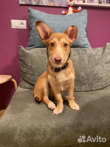 Плюша в добрые руки