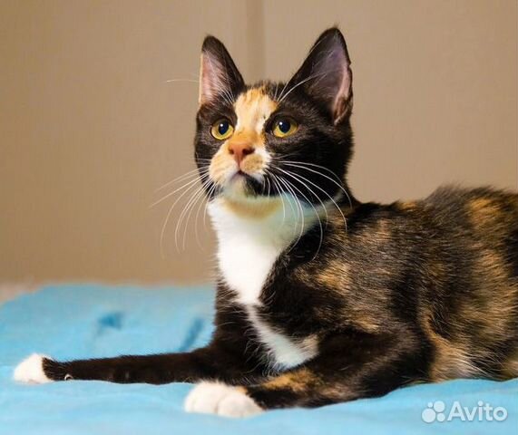 Деловая Маня - подруга-трехцветка в дом