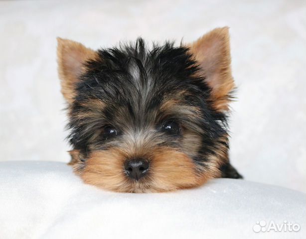 Супер Йорчик