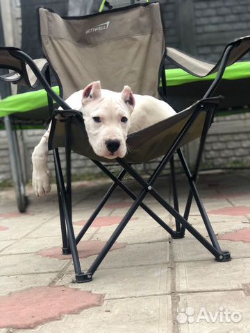 Аргентинский дог