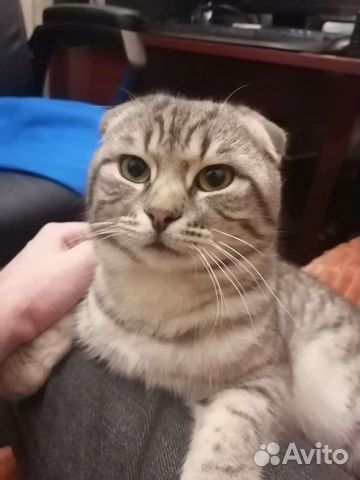 Британский кот
