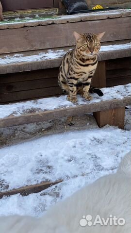 Вязка кота бенгал