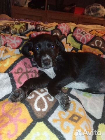 Русский охотничий спаниель щенок