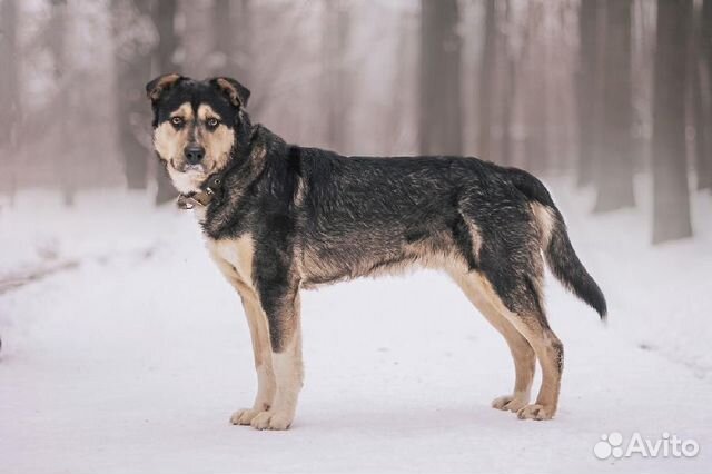 Очень добрый и ласковый мальчик Мишка ищет дом