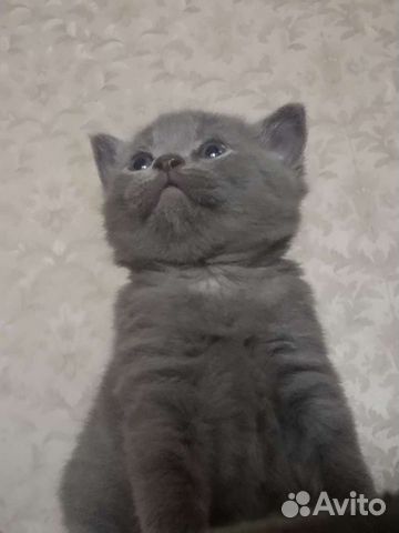 Британские короткошерстные котята