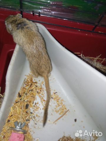 Мышь песчанка