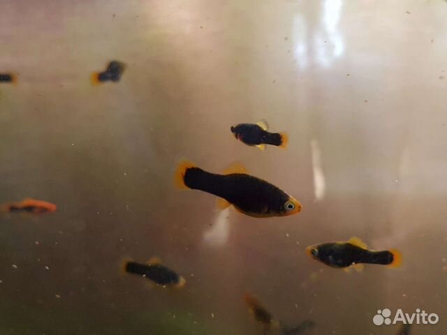 Пецилия гавайская