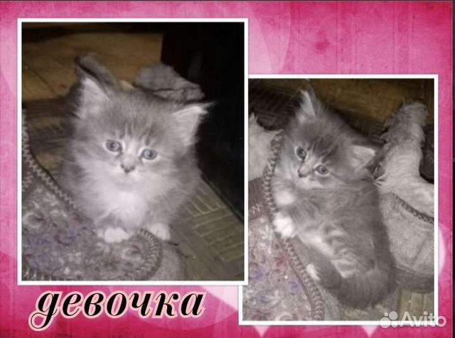 Котята крысоловы