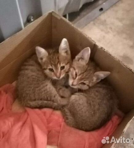 Котята в добрые руки