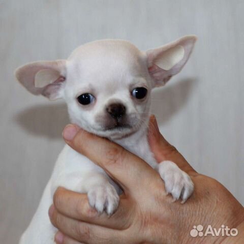 Чихуахуа девочки