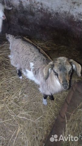 Продам козлят