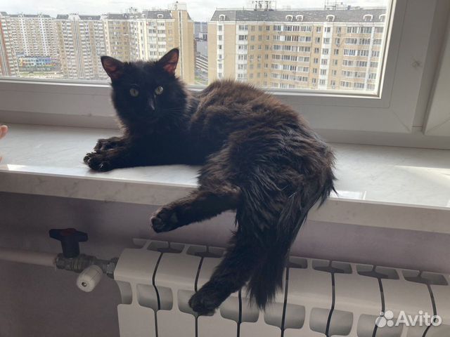 Кот шикарный ищет семью