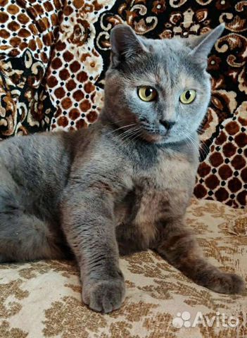 Кошечка Анфиса