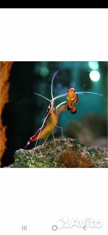 Креветка-доктор тихоокеанская