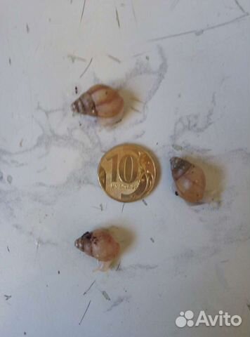 Улитка ахатина альбинос