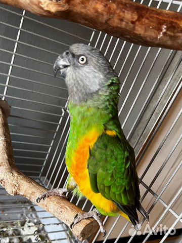 Сенигальский попугай