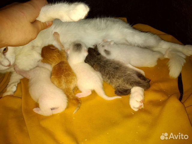Котята в добрые руки