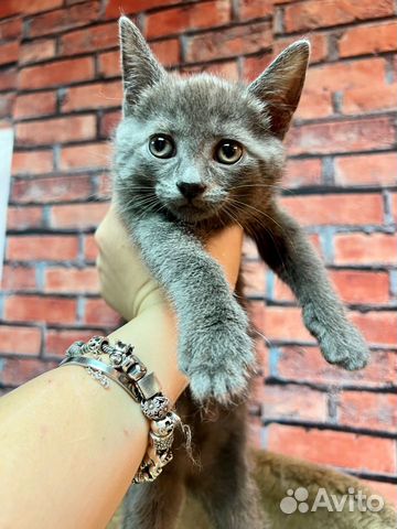 Котенок девочка Чупа 1,5 мес