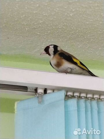 Птица щегол