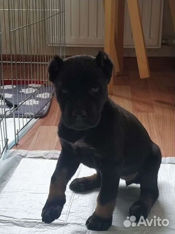 Щенок питбуля