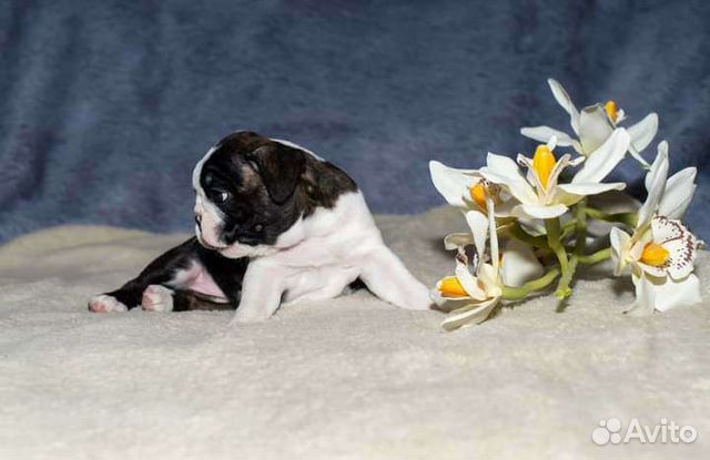 Бостон терьер