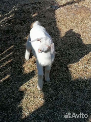 Продам козлика на племя
