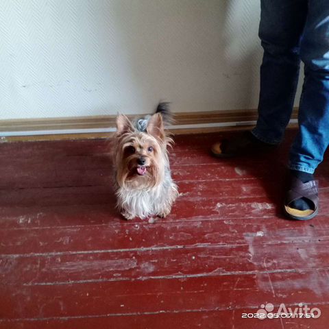 Собака йоркширский терьер в хорошие руки бесплатно