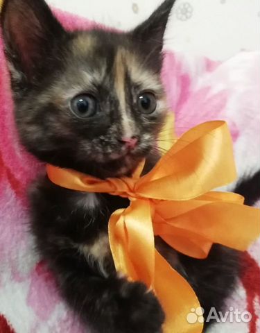 Котёнок