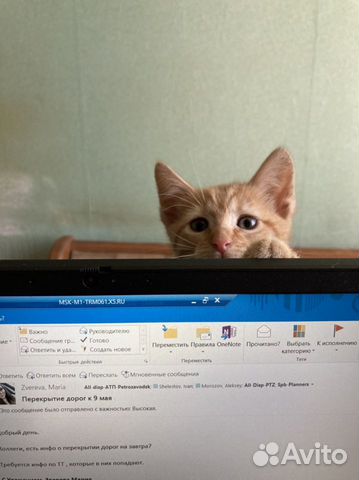 Рыжий котенок в добрые руки