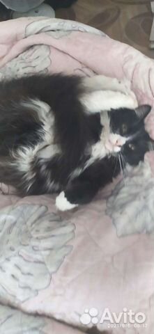 Отдаю кота